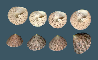 Nautilus Specimen Shells